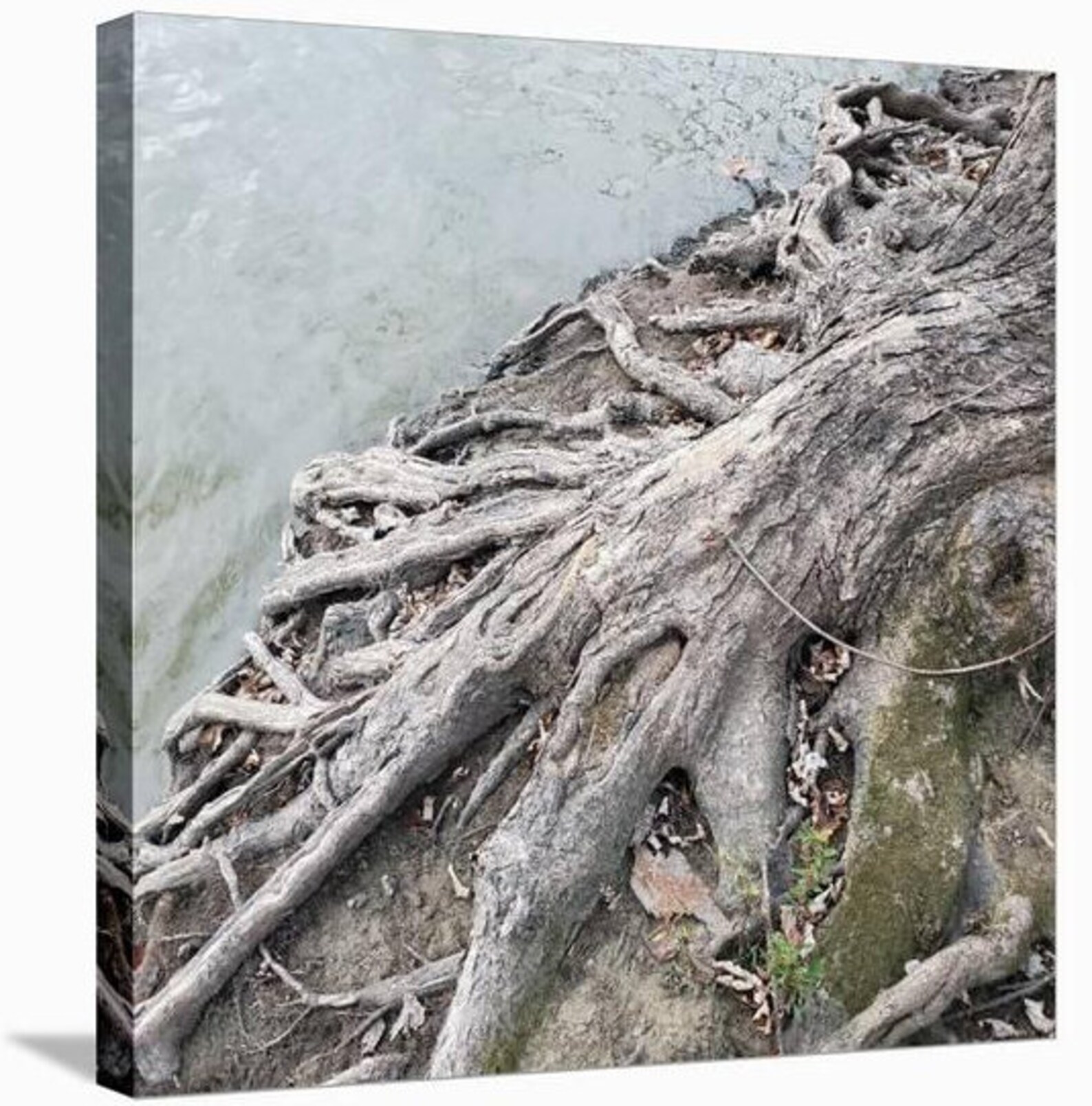 Tree Root, Wabash River, Printable Wall Art, Digital Download Print ...