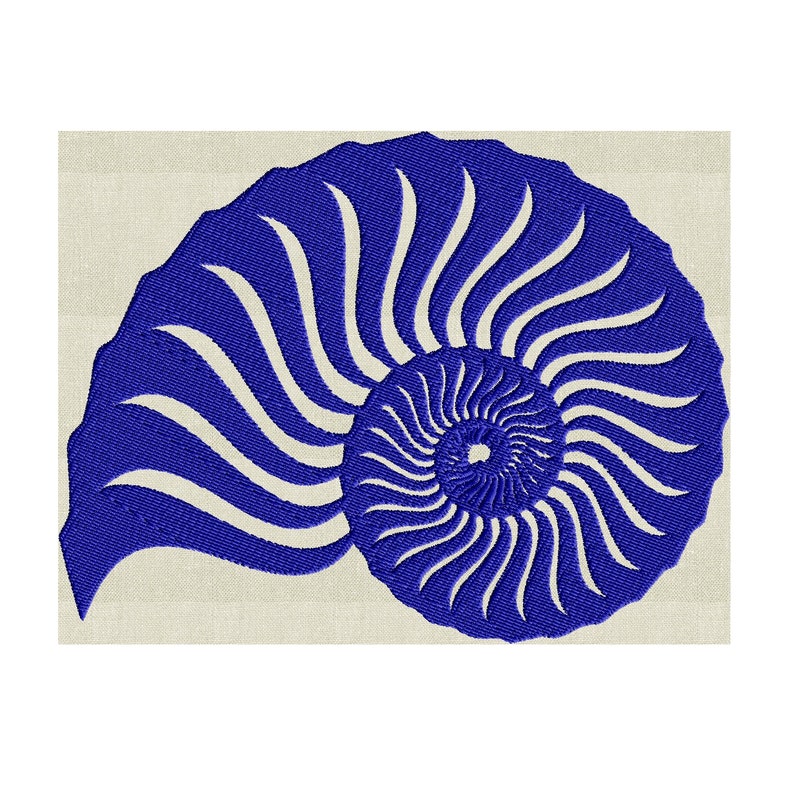 Nautilus Sea Shell - Etsy