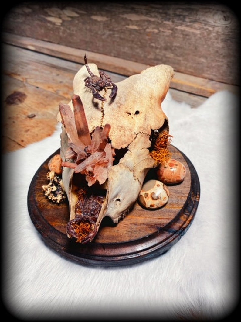 Desert Decay Goat Skull With Scorpions Taxidermy Terrarium - Etsy