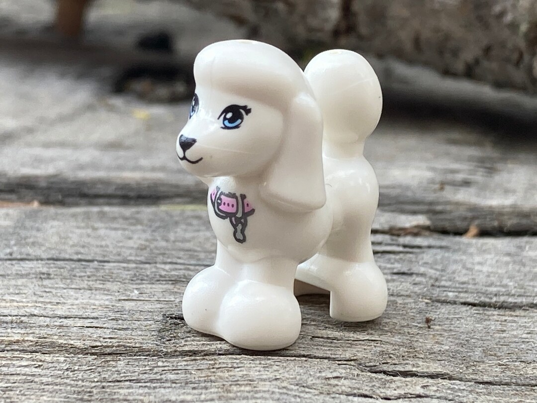 White Poodle Dog With Bright Pink Collar and Blue Eyes (lady / Tina ...