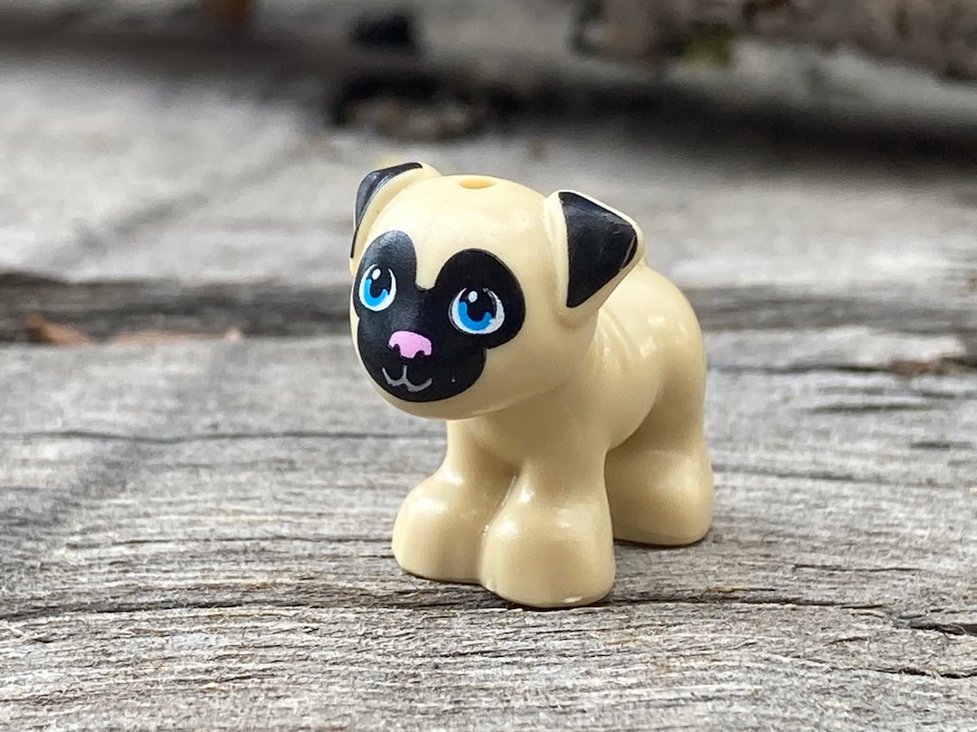 Pug Dog Standing With Black Face and Ears, Bright Pink Nose and Dark ...