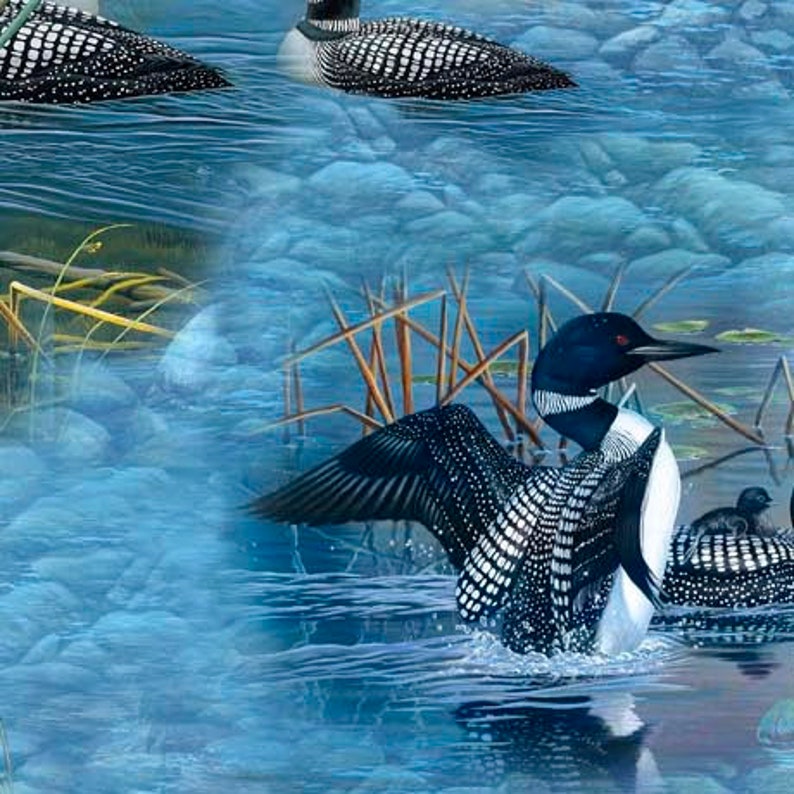 Loons! the Iconic Bird of the Lakes! Scenic Loons in Rich Watery Blues ...