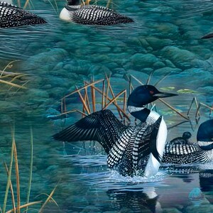 Loons! the Iconic Bird of the Lakes! Scenic Loons in Rich Watery Colors ...
