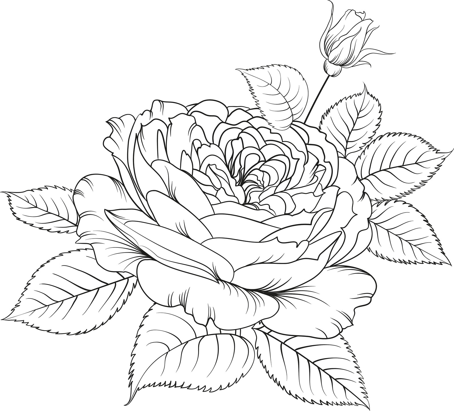 Fine Line Design Elements Clipart Black Rose Flower Line Art 20 Floral ...