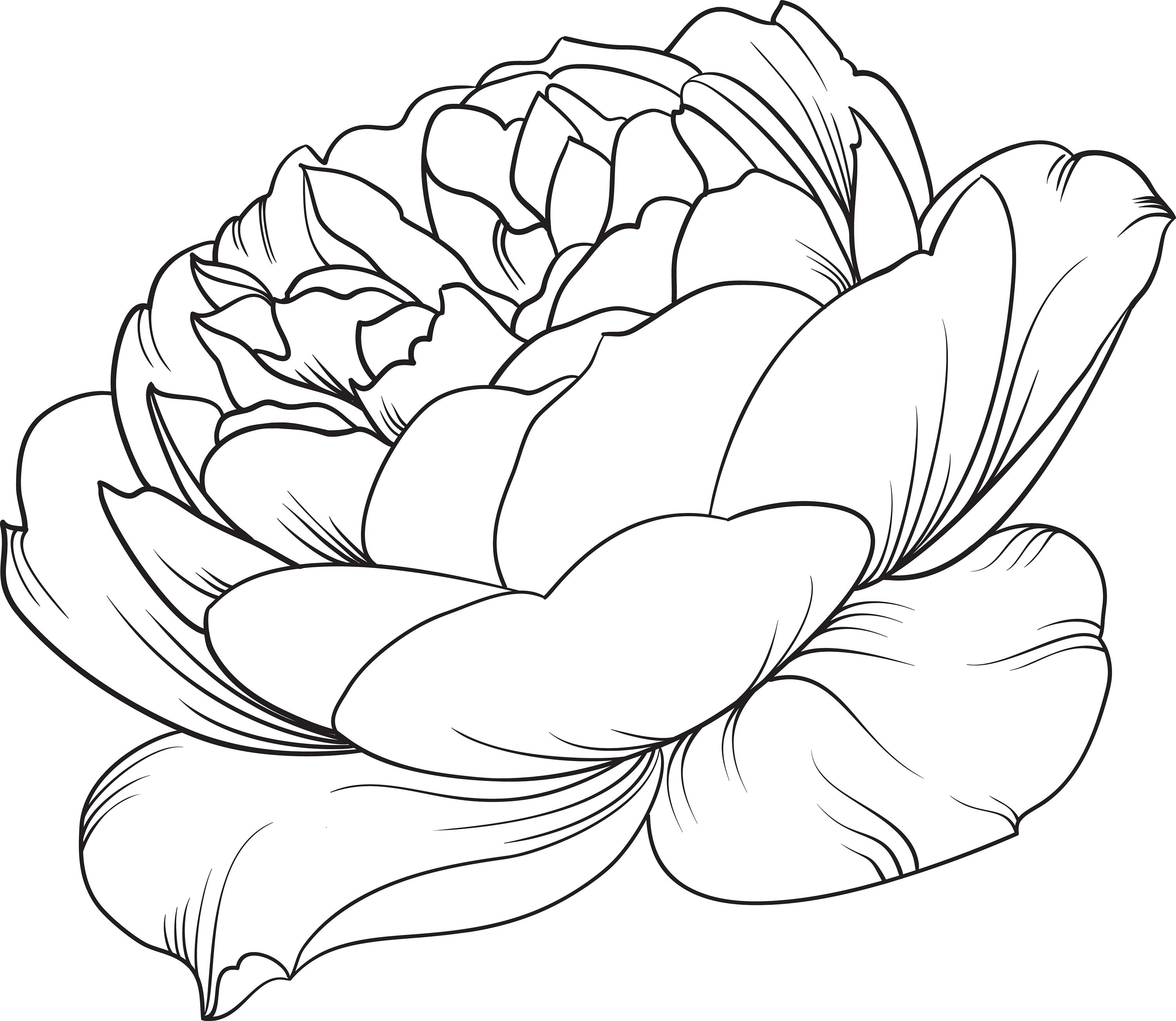 Fine Line Design Elements Clipart Black Rose Flower Line Art 20 Floral ...