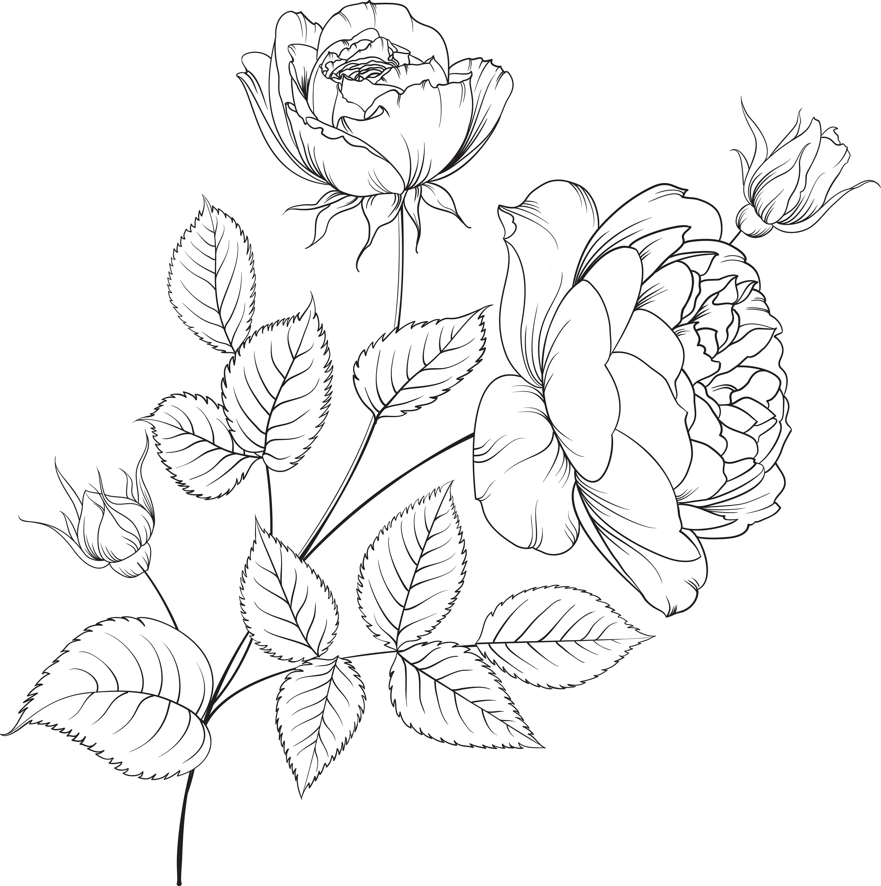 Fine Line Design Elements Clipart Black Rose Flower Line Art 20 Floral ...