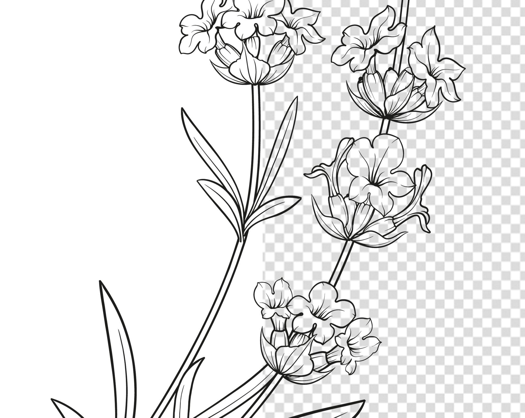 Lavender Plant Line Art. Flower Garland of Lavender Plant. - Etsy