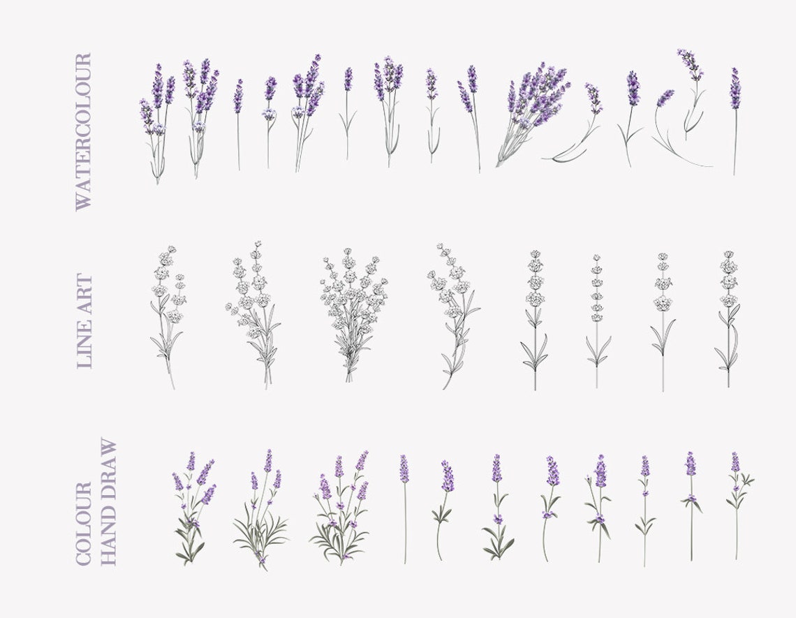 Lavender Branch and Bouquet. 34 Design Elements Provence | Etsy