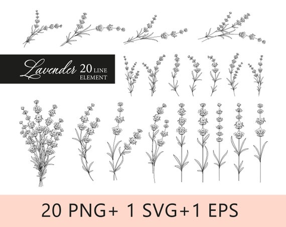 Lavender Flower SVG Flower Svg Files Lavender Commercial | Etsy Canada