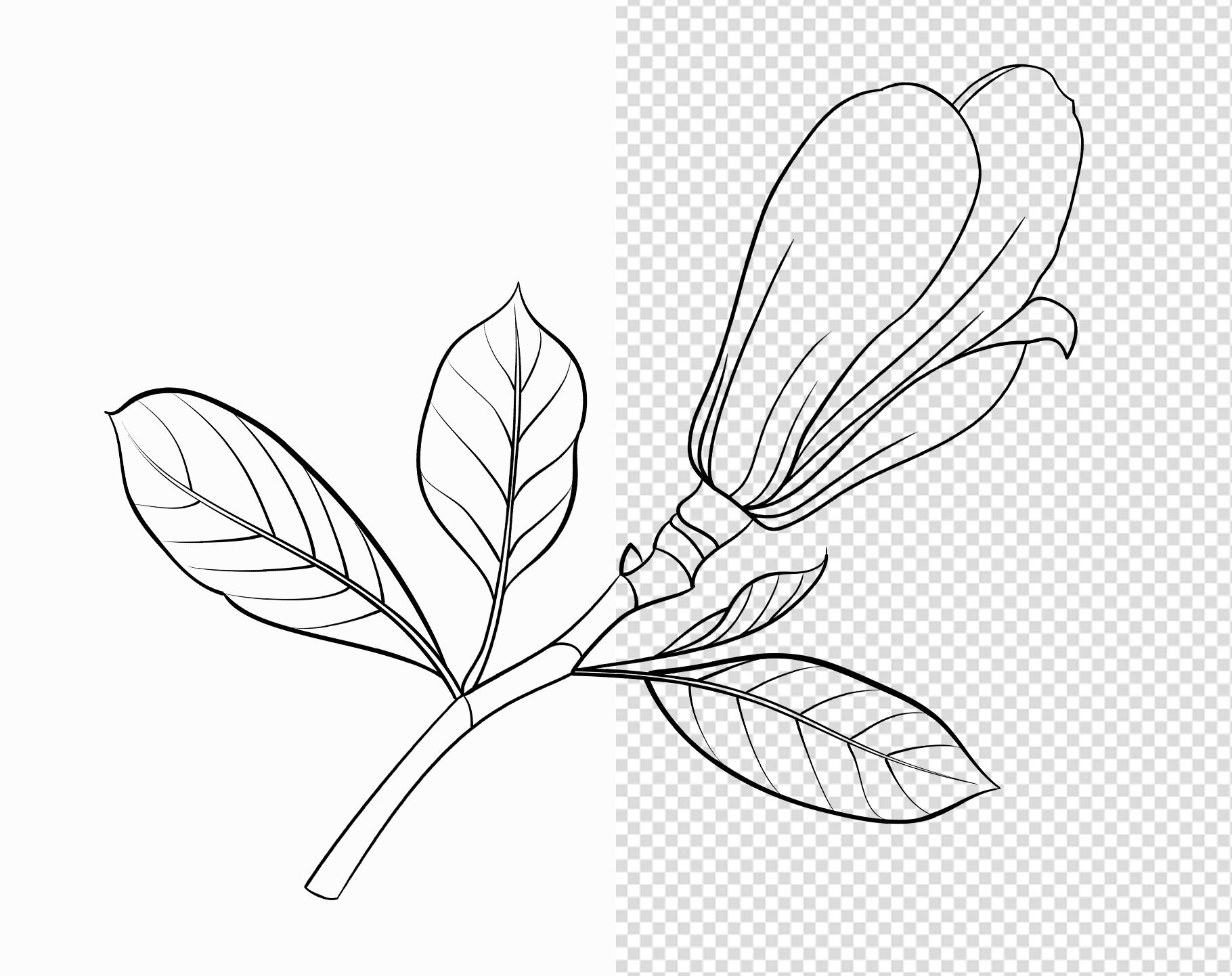 Magnolia Svg Fine Line Design Elements Clipart Black | Etsy