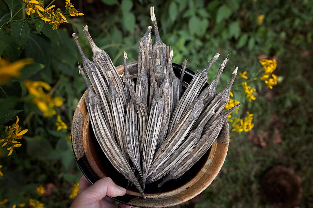 Dried Okra Pods for Crafts or Fall Home Decor | EIGHT Pods | Rustic ...