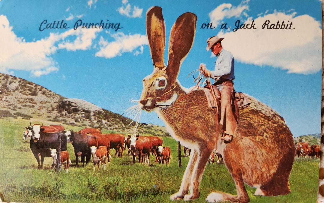 Cattle Punching Cowboy on A Jack Rabbit Postcard Postmark 1972 Cattle ...