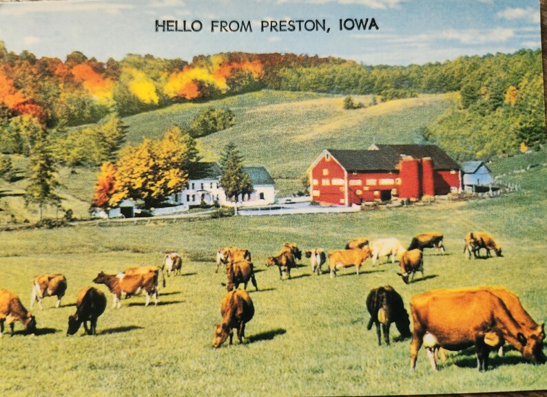 Preston Iowa Dairy Cows Farmhouse and Barn Postcard Unused - Etsy