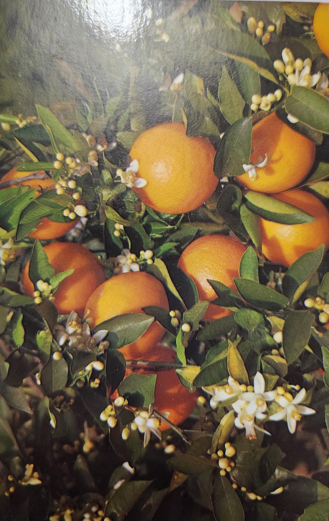 Orange Tree Florida Real Photo Postcard Unused - Etsy