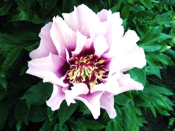 Digital jpg photo of peony | Etsy
