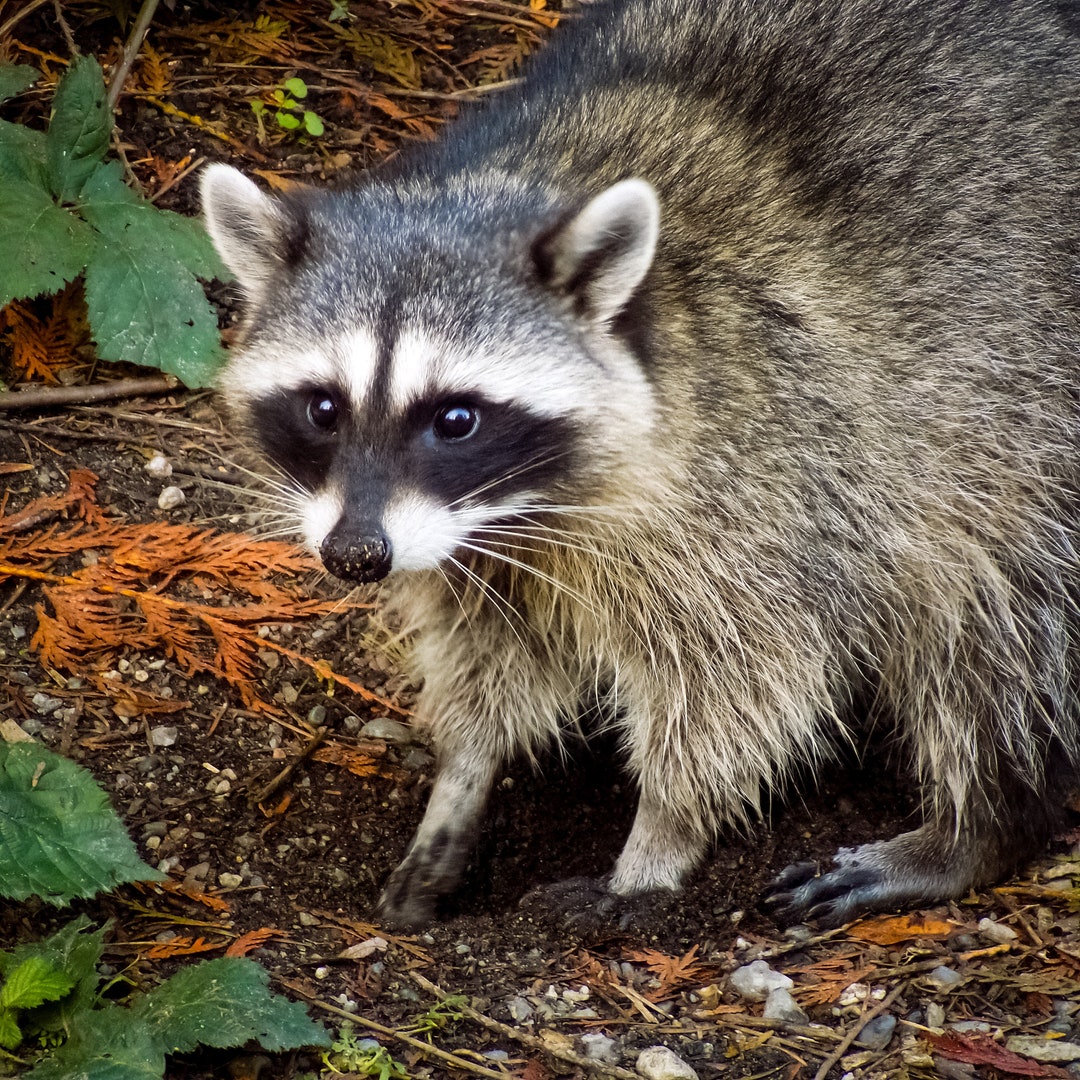 Digital Jpeg Photo of Cute Raccoon, Side View - Etsy