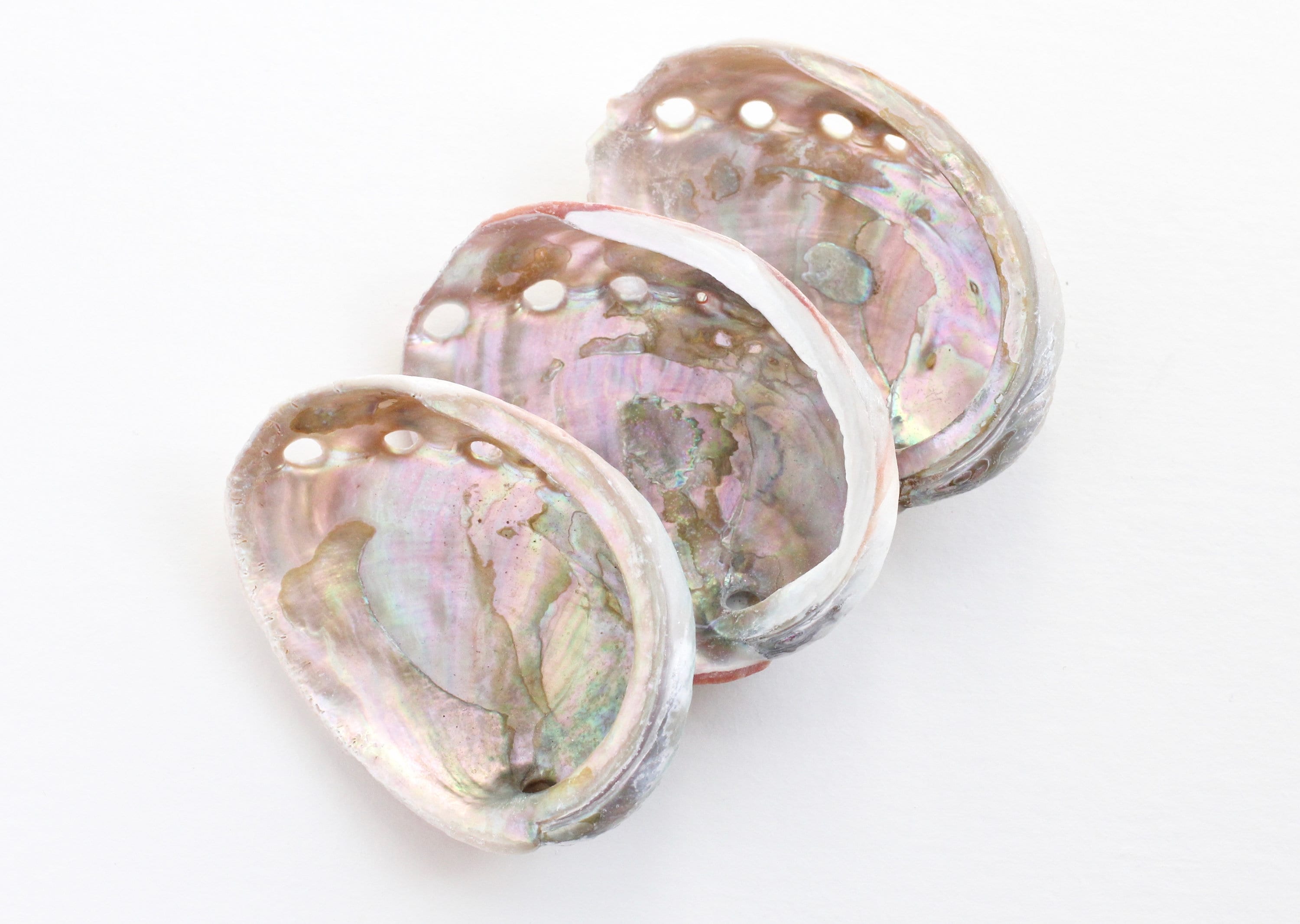 Pink Abalone Shell - Etsy