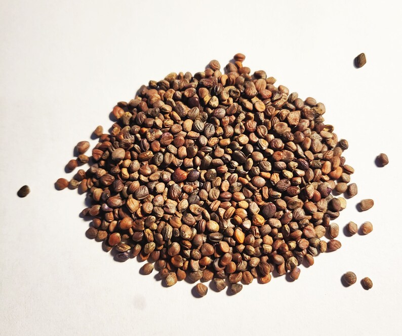 Purple Rambo Radish Seeds Gardening, Sprouting, & Microgreens - Etsy