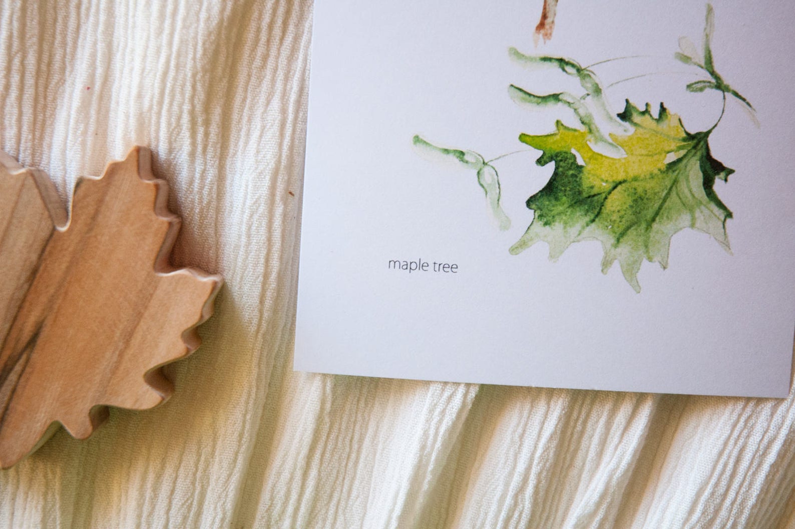 Tree Learning Cards Tree Cards Tree Identification Cards | Etsy