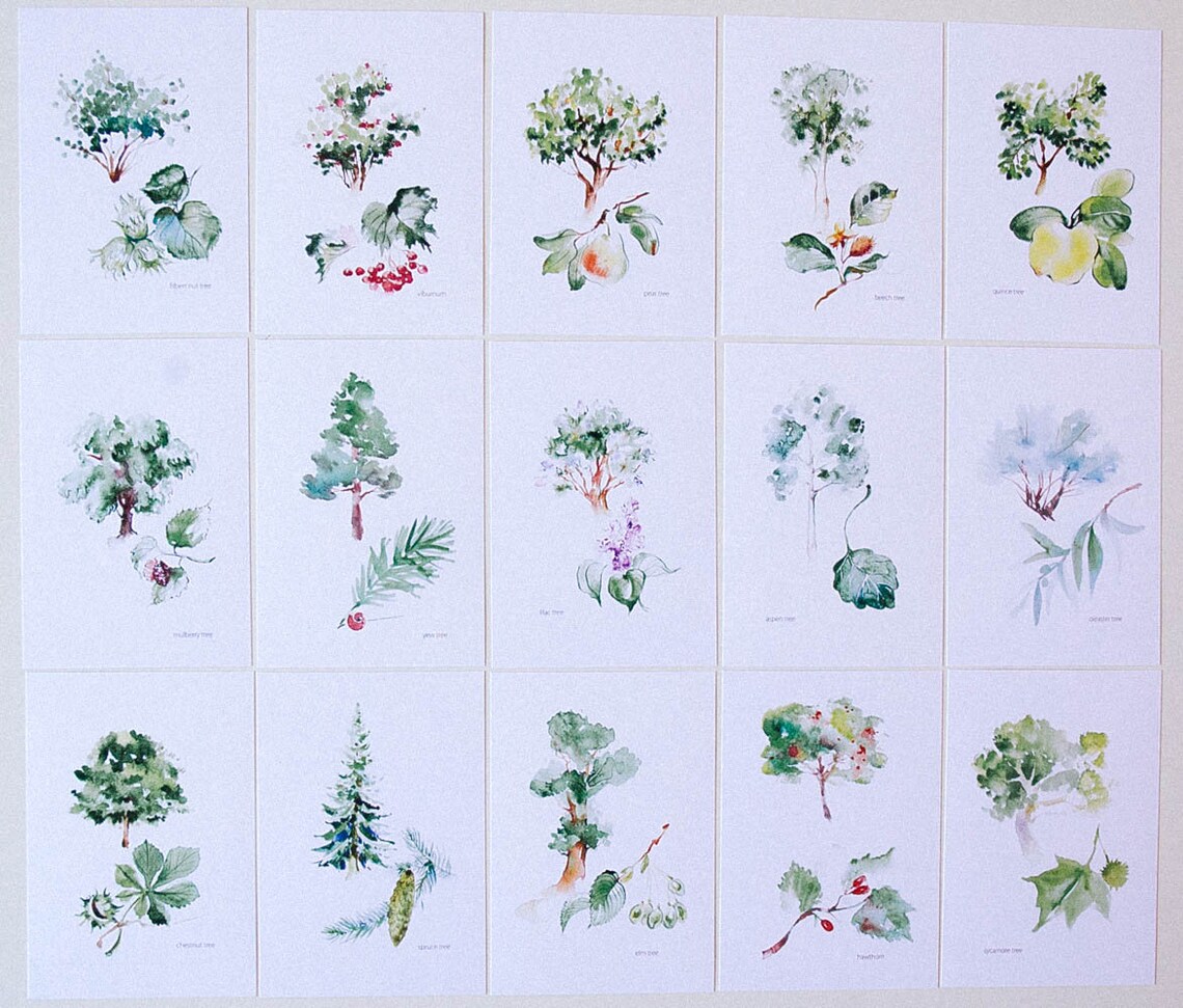 Tree Identification Cards Education tree cards Tree | Etsy