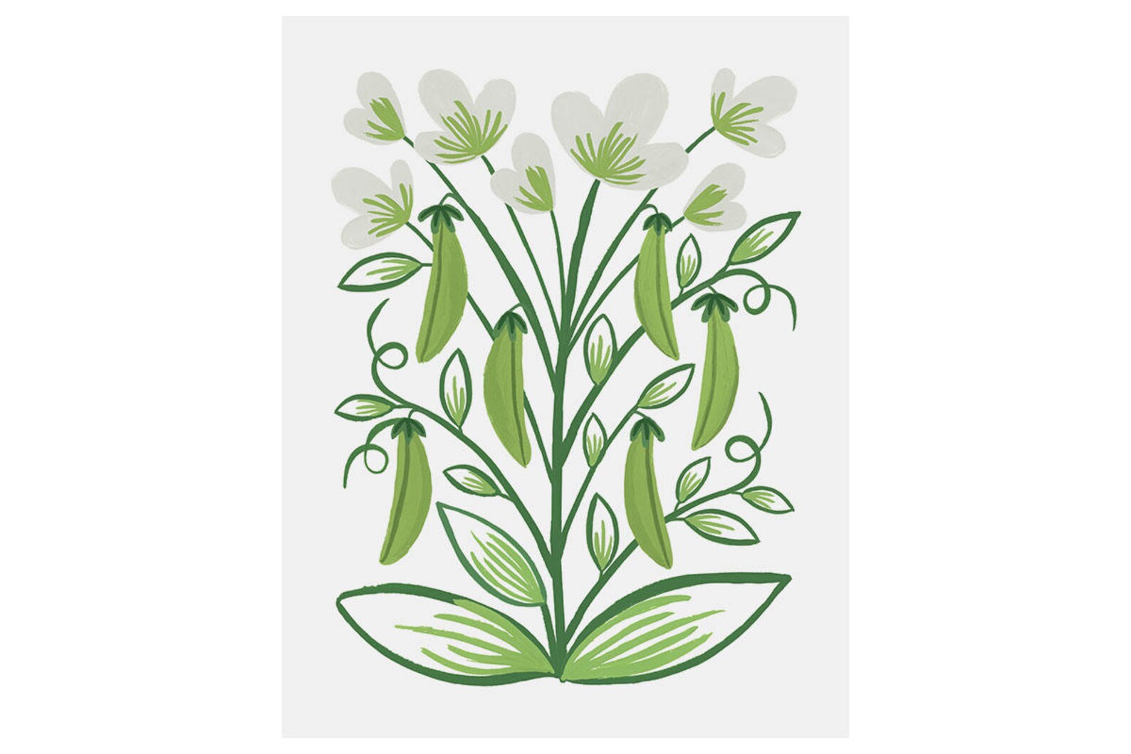 Snap Pea Plant Modern Farm Garden Art Print | Etsy