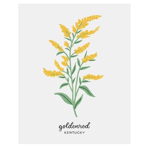 Kentucky Goldenrod - State Flower Art Print - Etsy