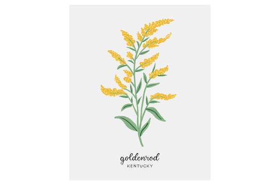 Kentucky State Flower Facts