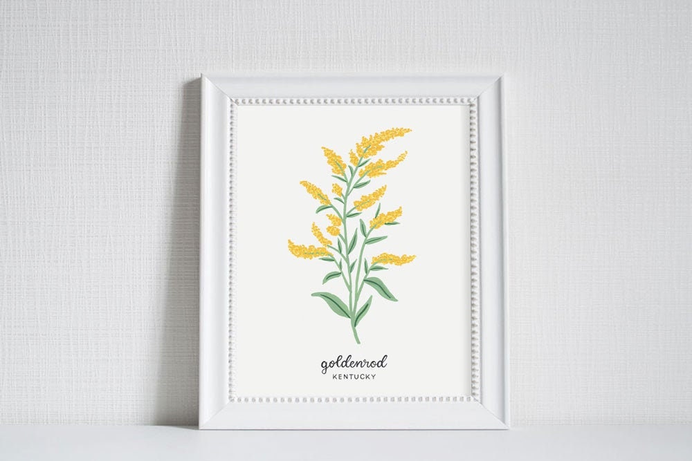 Goldenrod Flower Drawing