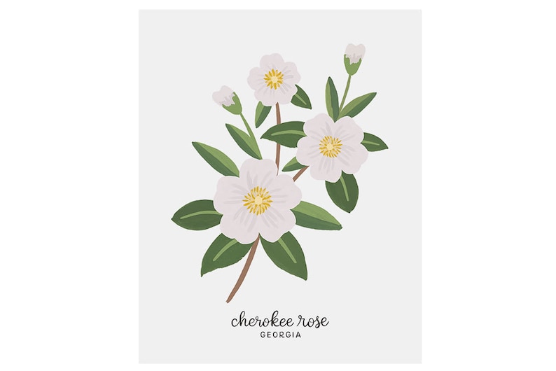Georgia Cherokee Rose State Flower Art Print - Etsy