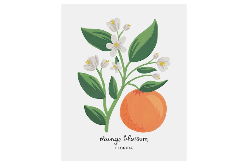 Florida Orange Blossom State Flower Art Print - Etsy