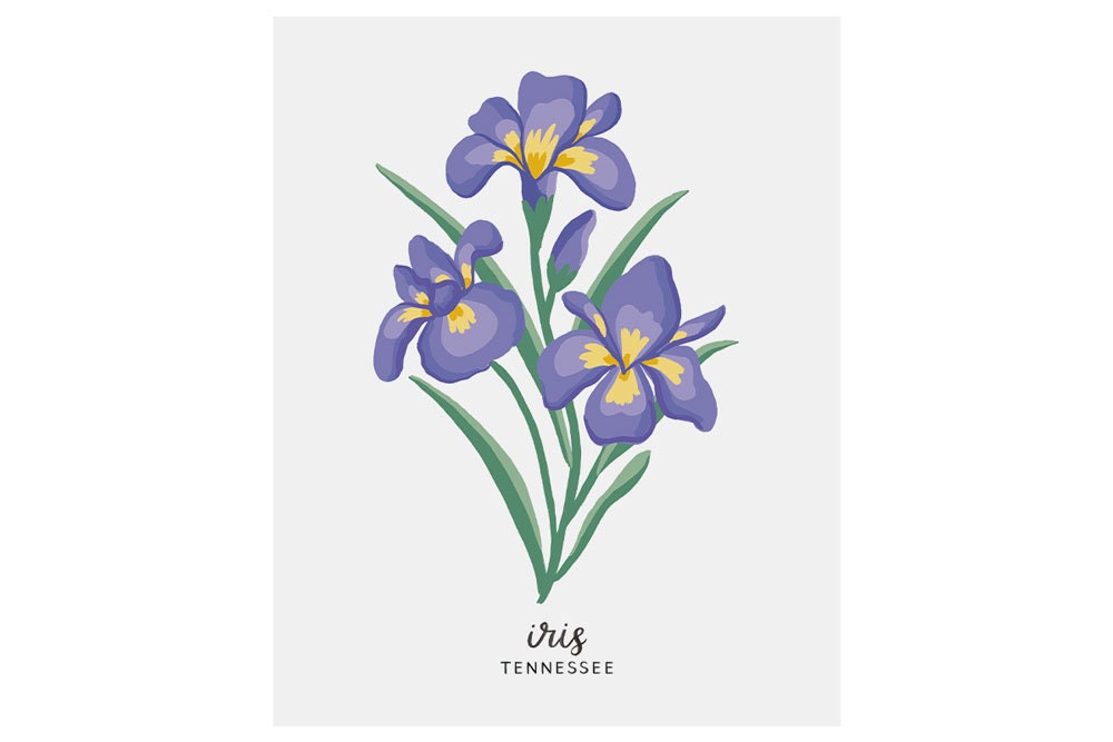 Tennessee Iris State Flower Art Print | Etsy