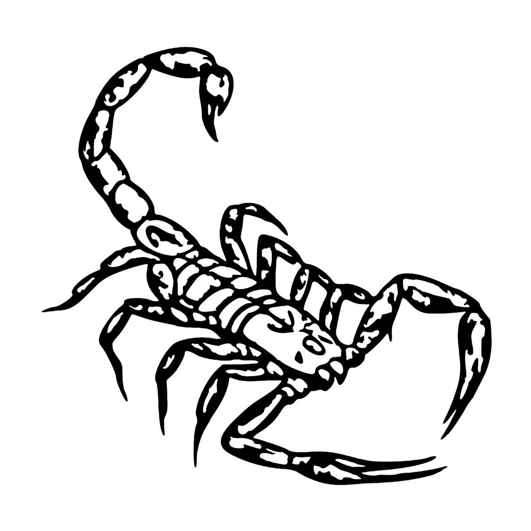 Scorpion Decal Vinyl Sticker - Etsy