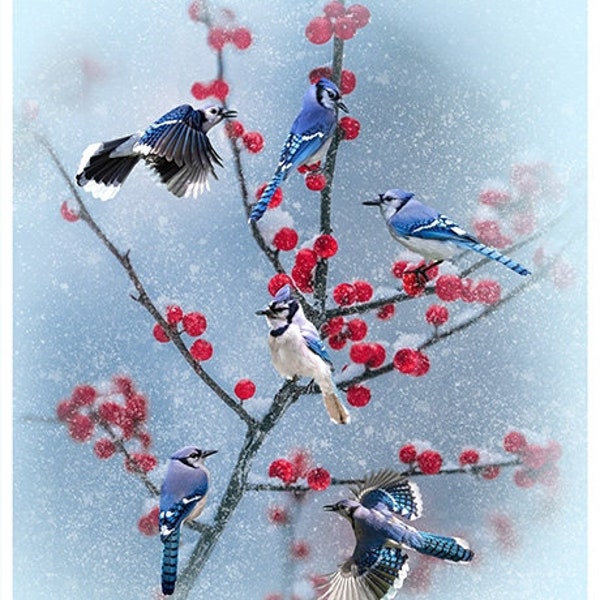 Blue Jay Wings - Etsy