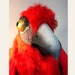 Scarlet Macaw Parrot Costume: Adult Pantomime Bird Suit Robinson Crusoe ...