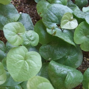 SUNNYPLANTS - Dioscorea Elephantipes, Hottentot Bread, Dioscorea ...