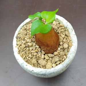 SUNNYPLANTS - Dioscorea Elephantipes, Hottentot Bread, Dioscorea ...