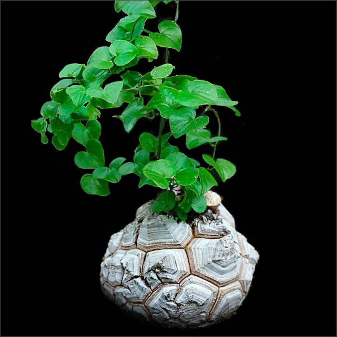 Dioscorea elephantipes, Hottentot Bread, Dioscorea, Testudinaria ...