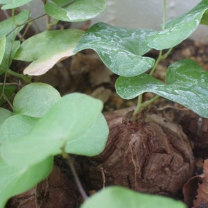 SUNNYPLANTS - Dioscorea Elephantipes, Hottentot Bread, Dioscorea ...