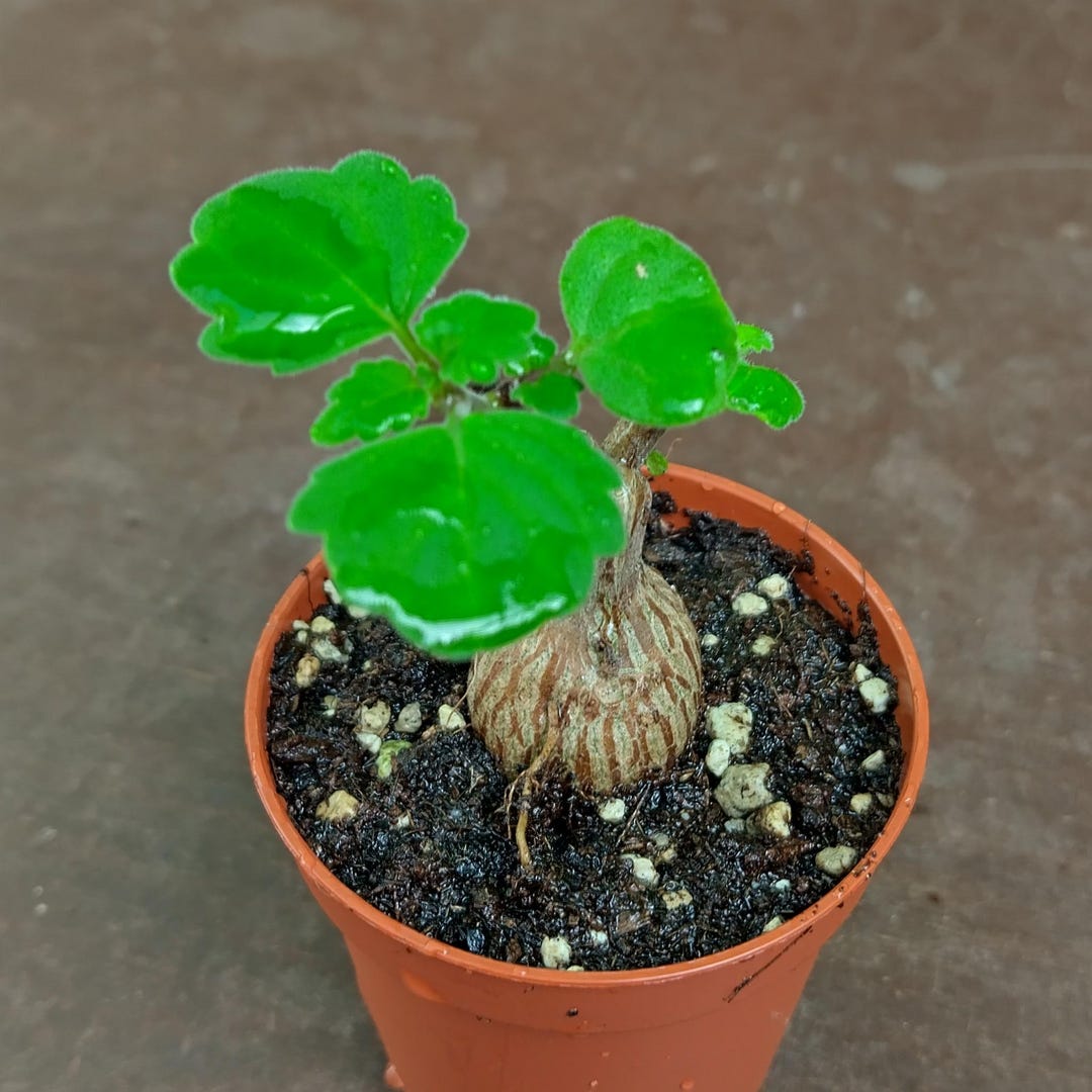 ZONNIGE PLANTEN - Plectranthus ernstii, Bonsai Mint, Plectranthus ...