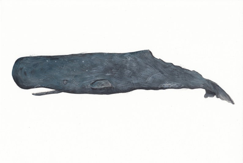 Sperm Whale Original Illustration Made With Gouache - Etsy
