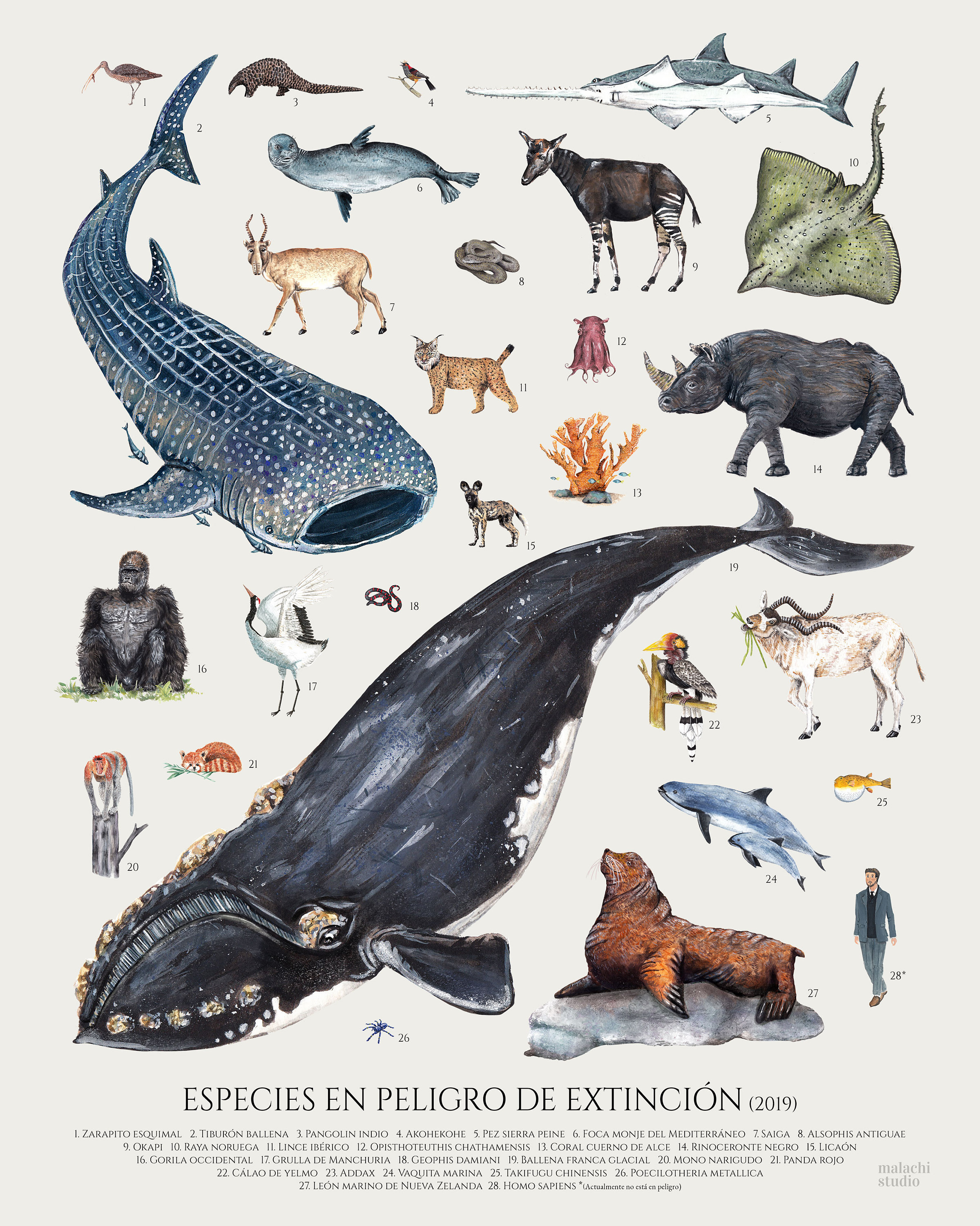 Endangered animal chart poster illustration. Vintage inspired | Etsy