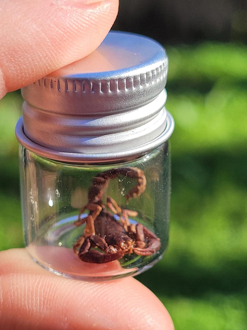 Curiosity Curio Cabinet Collection Vials: Pick From- Mummified ...