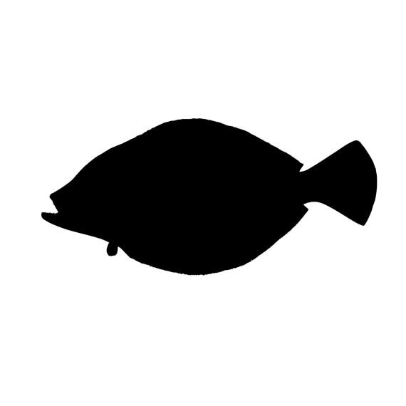 Summer Flounder Decal Flounder Vinyl Diecut Decal - Etsy