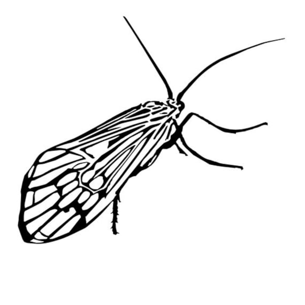 Caddisfly - Etsy