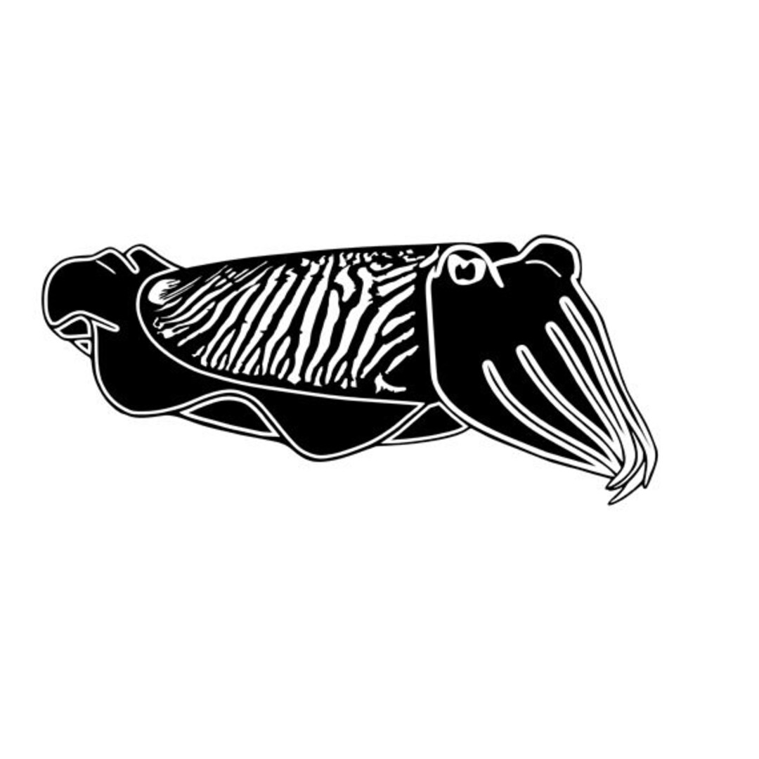 Cuttlefish Decal Vinyl Diecut Decal Car Window Decal Laptop Sticker - Etsy