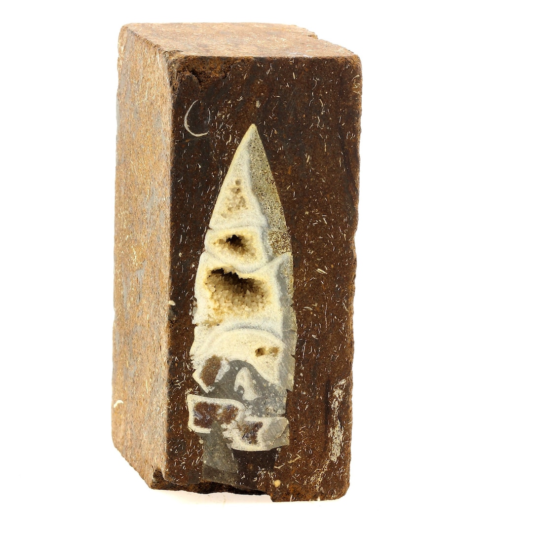 Belemnite belemnoidea in Ore. 1625.5 Ct. Neuves-maisons, Meurthe-et ...