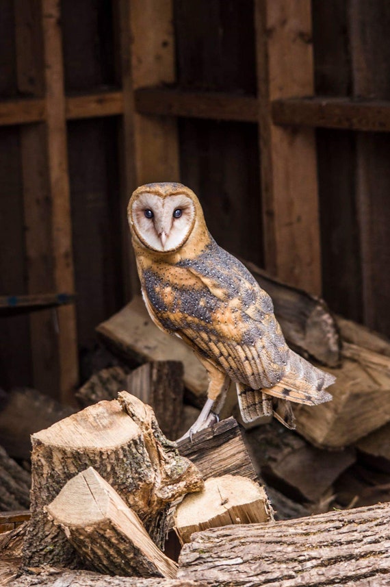 Barn Owl | Etsy