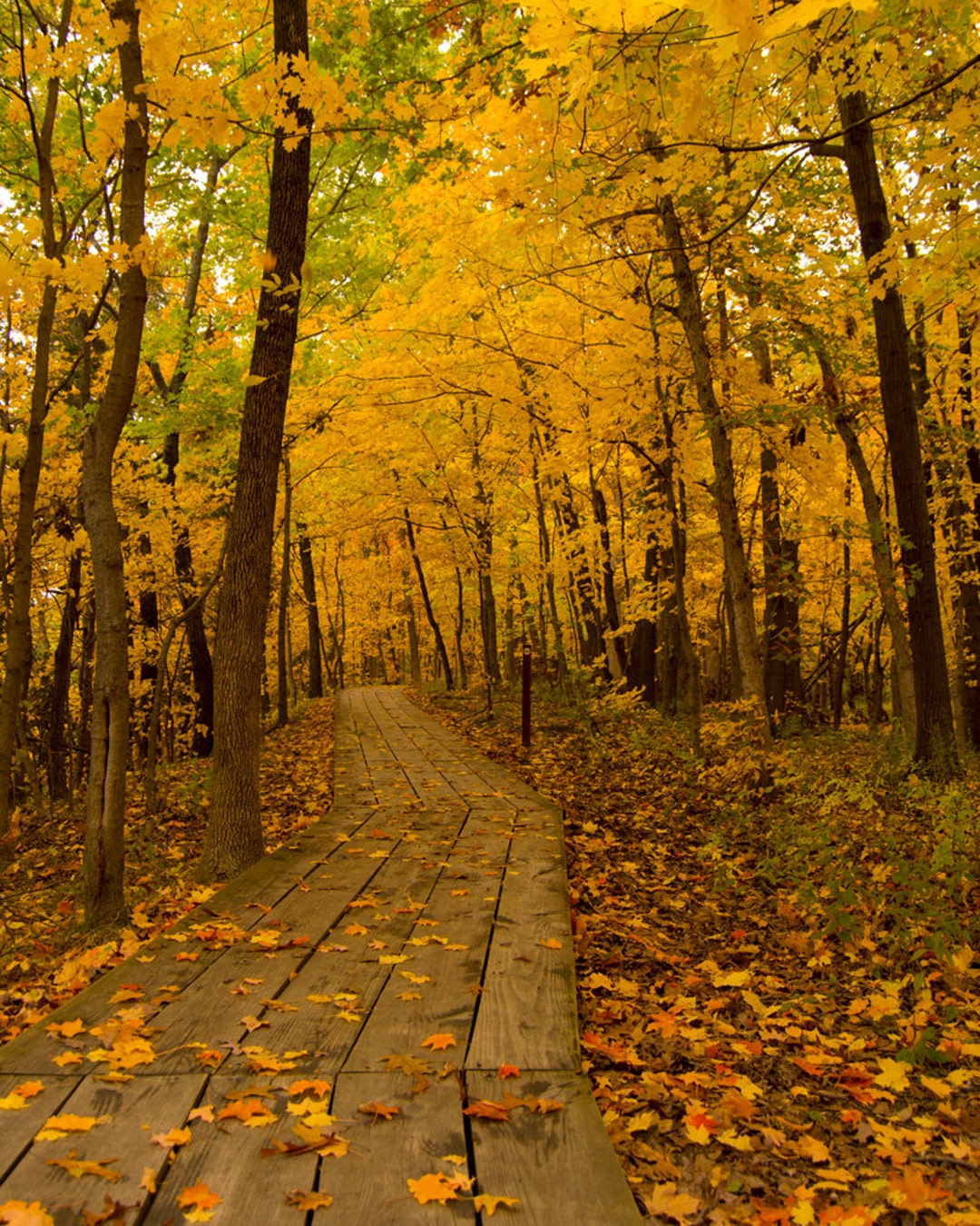 Yellow Leaves Fall Colors Fine Art Photography Wall Print or Photo ...