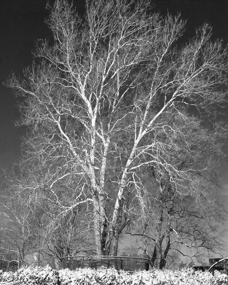 Black and White Winter Snowy Tree Fine Art Photography Wall Print or ...