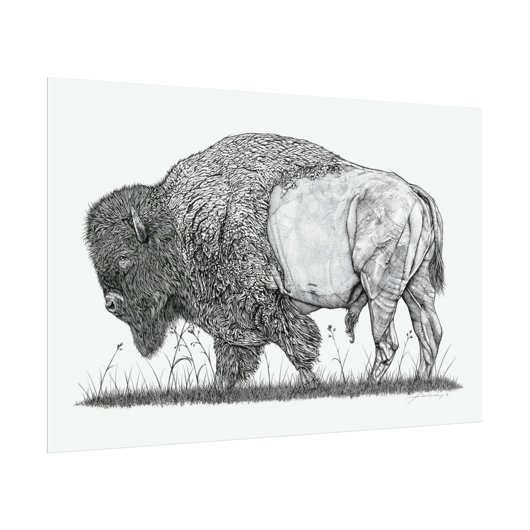 American Bison Rolled Posters 3 Sizes to Choose From Ink Illustration ...